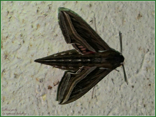 Silver-striped Hawk Moth | Project Noah