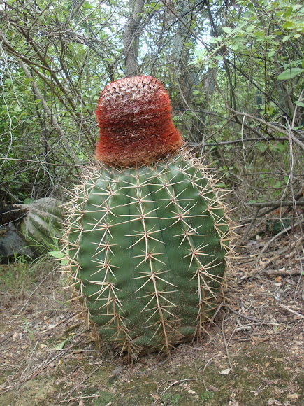 Turk's head cactus | Project Noah
