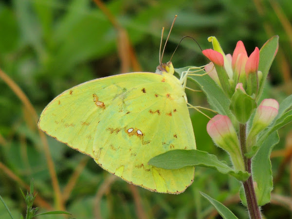 Cloudless Sulphur | Project Noah
