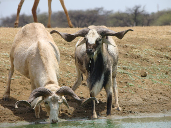 Domestic Sheep | Project Noah