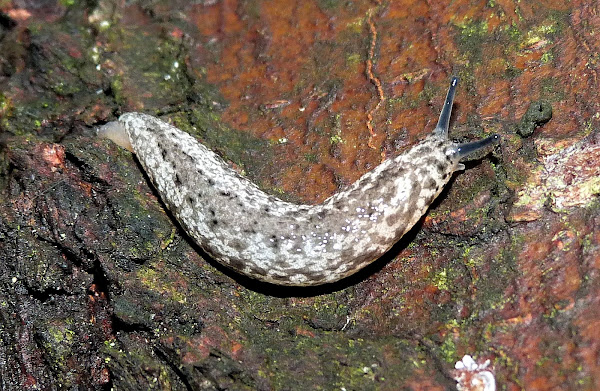 Gray Garden Slug | Project Noah