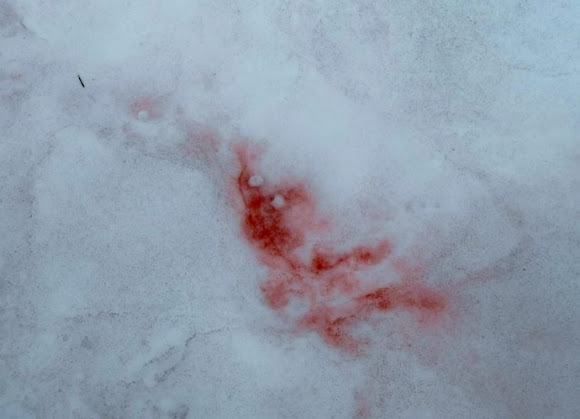 Watermelon Snow | Project Noah