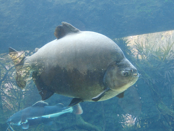 Black Pacu | Project Noah
