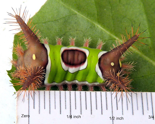 Saddleback Caterpillar Moth larva | Project Noah