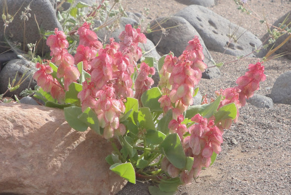 Sorrel, Bladder dock, Rosy dock, Ruby dock | Project Noah