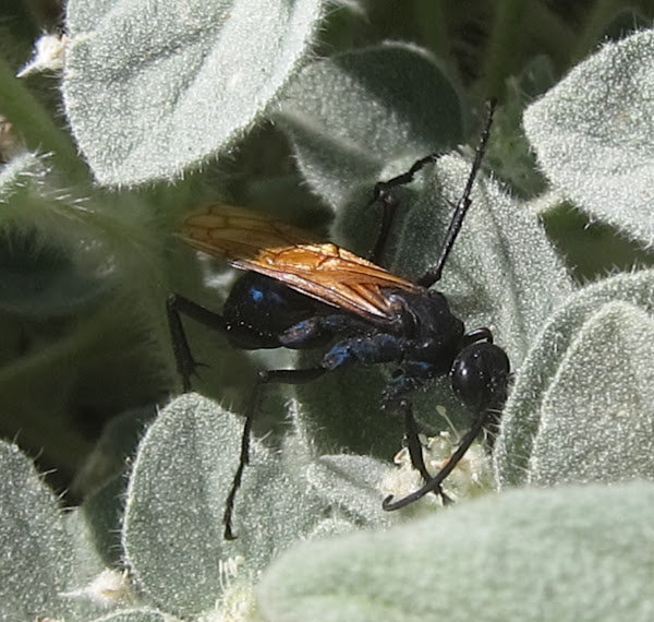 Tarantula Hawk (female) | Project Noah