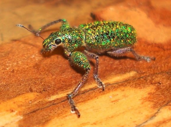Broad-nosed Weevil | Project Noah