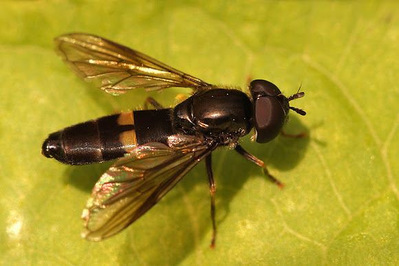 Pyrophaena rosarum | Project Noah