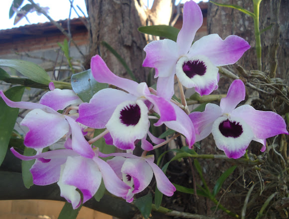 Dendrobium Nobile (Orquídea Olho-de-Boneca) | Project Noah