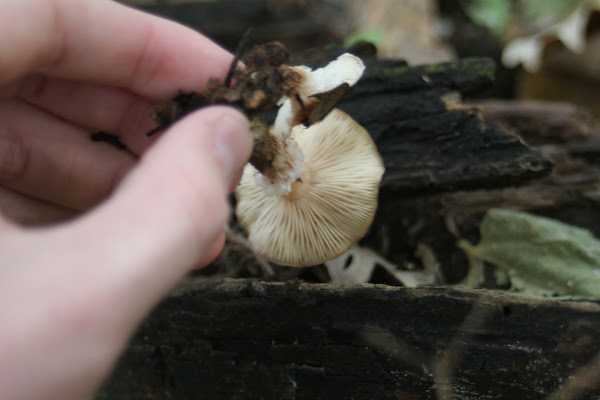 Kuehneromyces | Project Noah