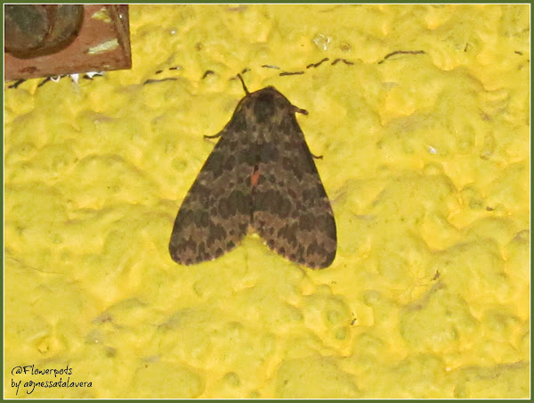 Olepa Arctiid Moth | Project Noah