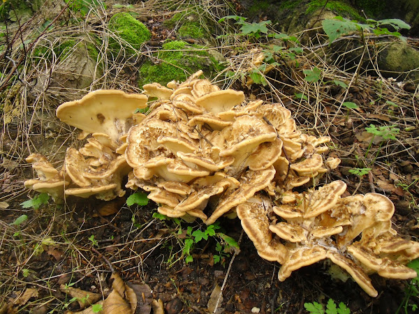 Giant Polypore/Reuzenzwam | Project Noah