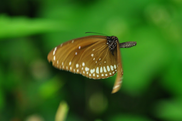 Common Crow mating ritual | Project Noah