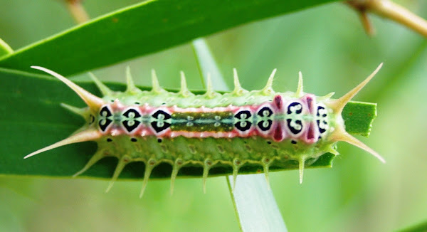 Four-spotted Cup Moth caterpillar | Project Noah
