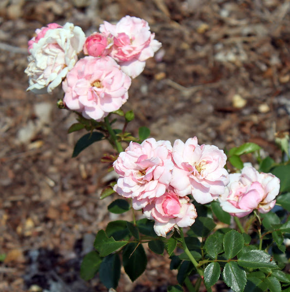 Shrub Rose 'Bonica' | Project Noah