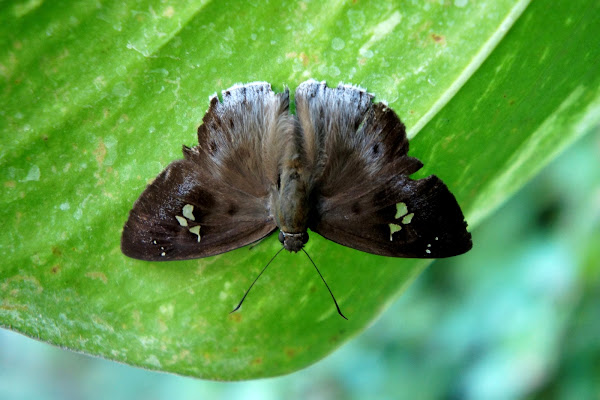 Multi-spotted Snow Flat Butterfly | Project Noah
