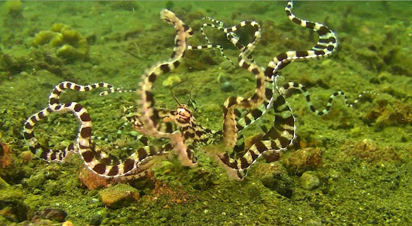 Mimic Octopus | Project Noah