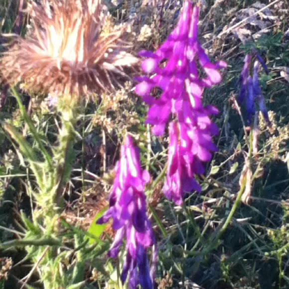 Bird Vetch | Project Noah