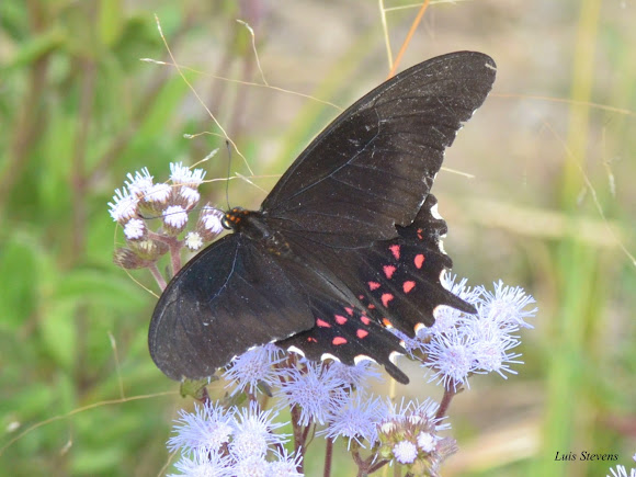 Pink-spotted Swallowtail | Project Noah