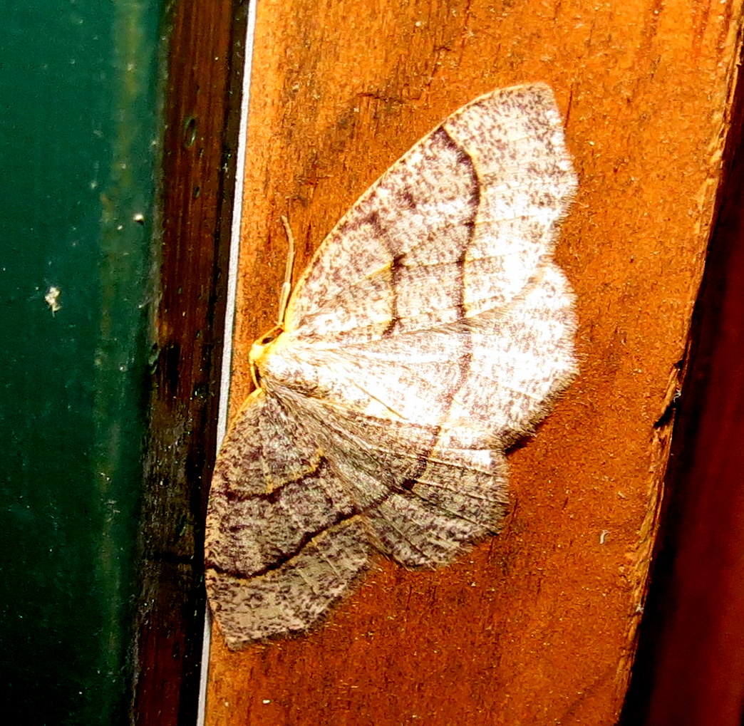 Hemlock Looper | Project Noah