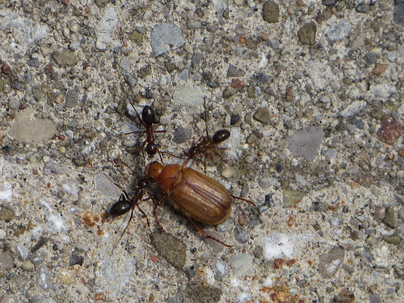 June Bug | Project Noah