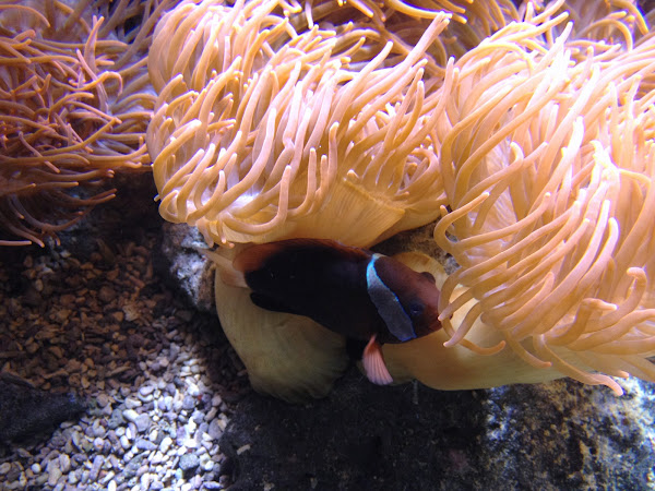 Fire Clownfish | Project Noah