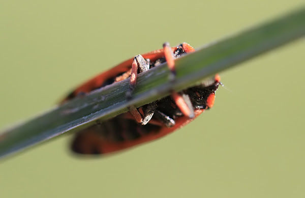 Red-spotted spittle bug | Project Noah