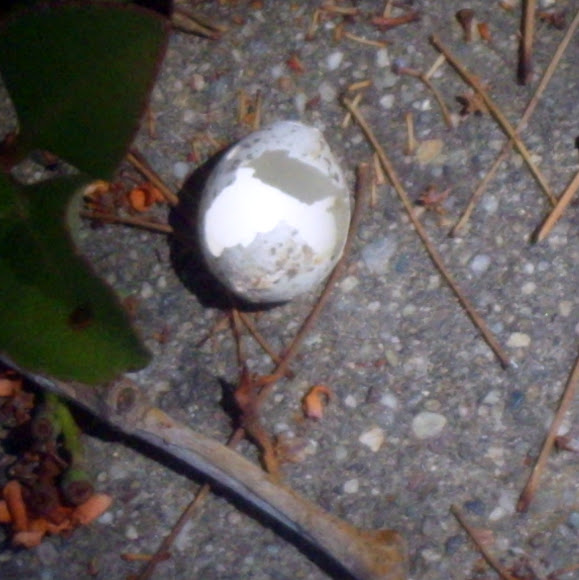 House Sparrow Eggs | Project Noah