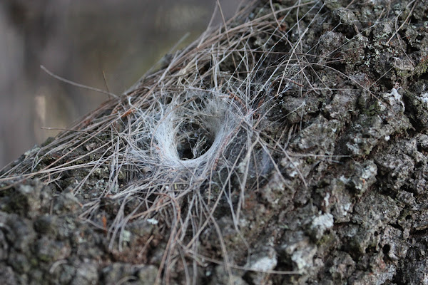 nest hole? | Project Noah