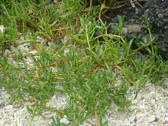 Dampalit | Project Noah