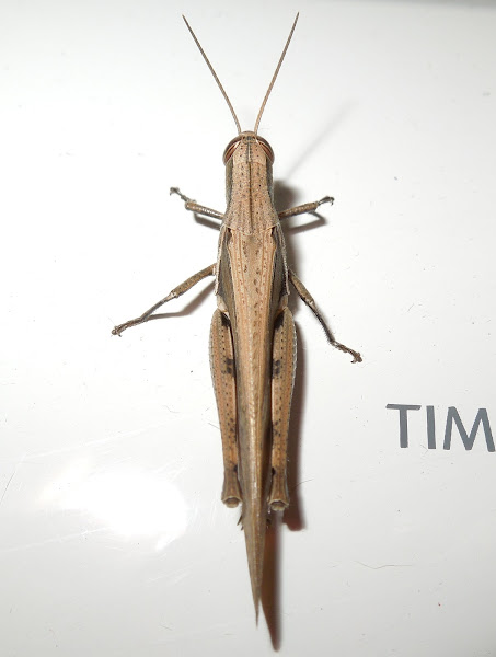 Short-horned Grasshopper | Project Noah