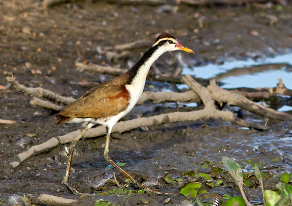 Wattled Jacana | Project Noah