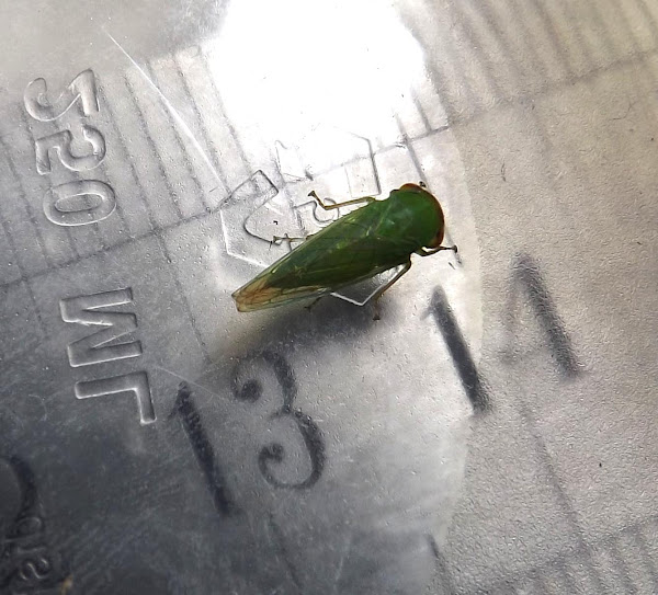 Jassid Leafhopper | Project Noah
