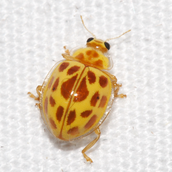Lady Beetle | Project Noah