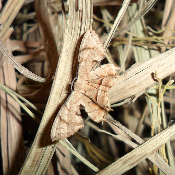 Uraniid Moth | Project Noah