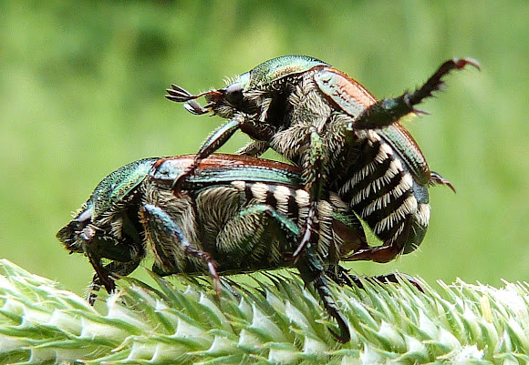 Japanese Beetles (mating) | Project Noah