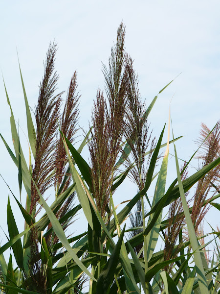 Common Reed | Project Noah