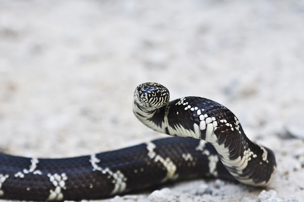 Eastern Kingsnake/Chained Kingsnake | Project Noah