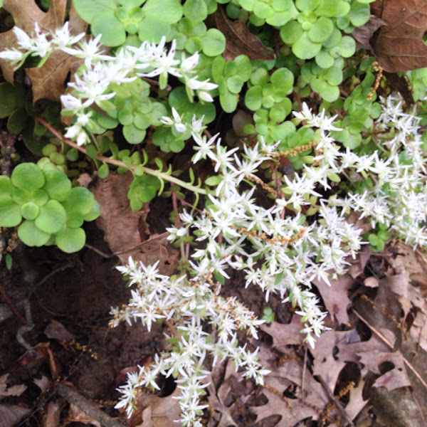 Wild stonecrop | Project Noah