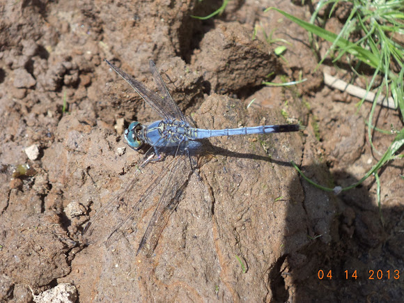 Chalky percher (male) | Project Noah
