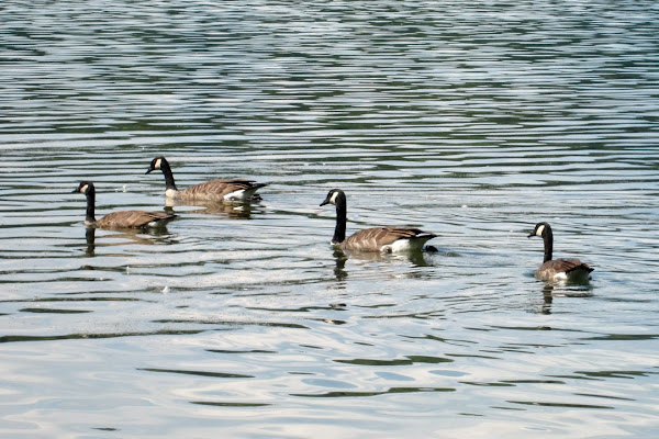 Canada Geese | Project Noah