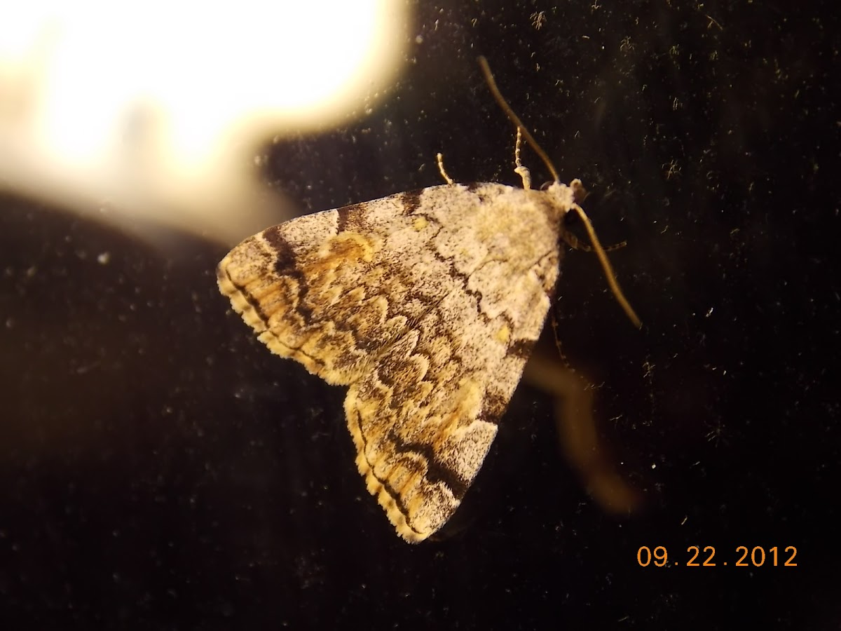 American Idia | Project Noah