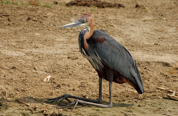 Goliath Heron | Project Noah