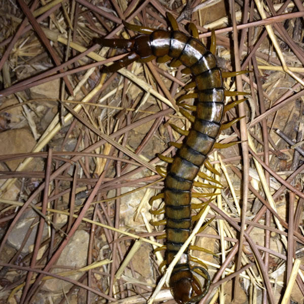 Mediterranean centipede | Project Noah