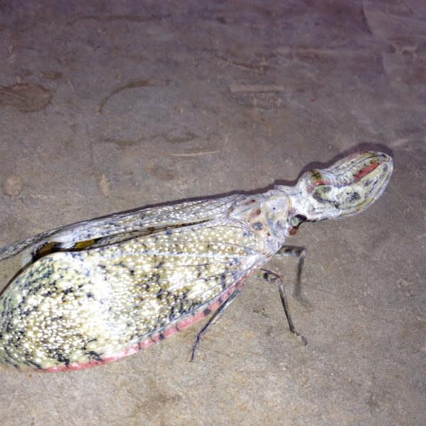 Peanut-head Bug (Machaca) | Project Noah