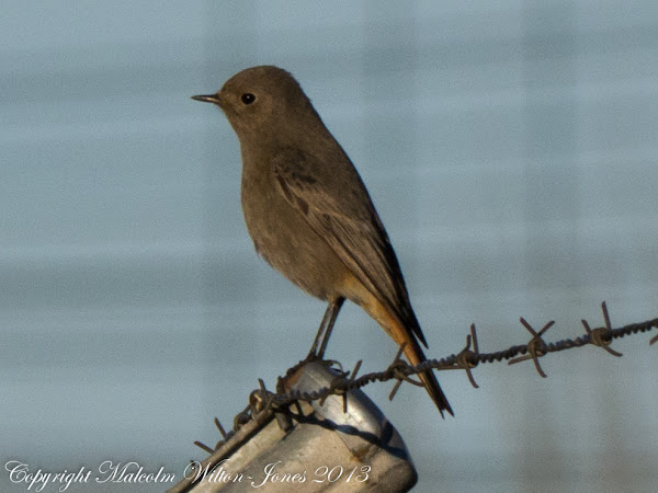 Black Redstart; Colirrojo Tizón | Project Noah