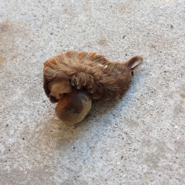 Asp caterpillar (flannel moth larva) | Project Noah