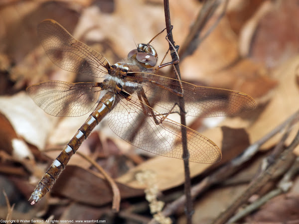 Stream Cruiser dragonfly (female) | Project Noah