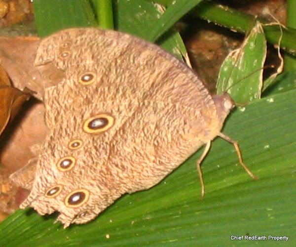 Spotting | Project Noah