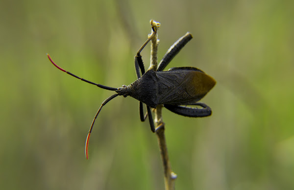 chinche apestosa | Project Noah